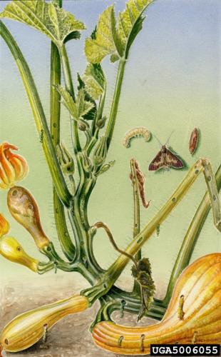 Biology and Management of Pickleworm and Melonworm in Organic Curcurbit Production Systems ...